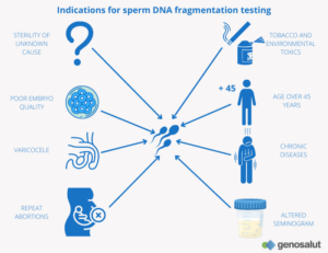 Sperm DNA Fragmentation Test | Genosalut