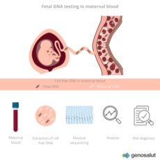 Fetal DNA test in maternal blood | Genosalut